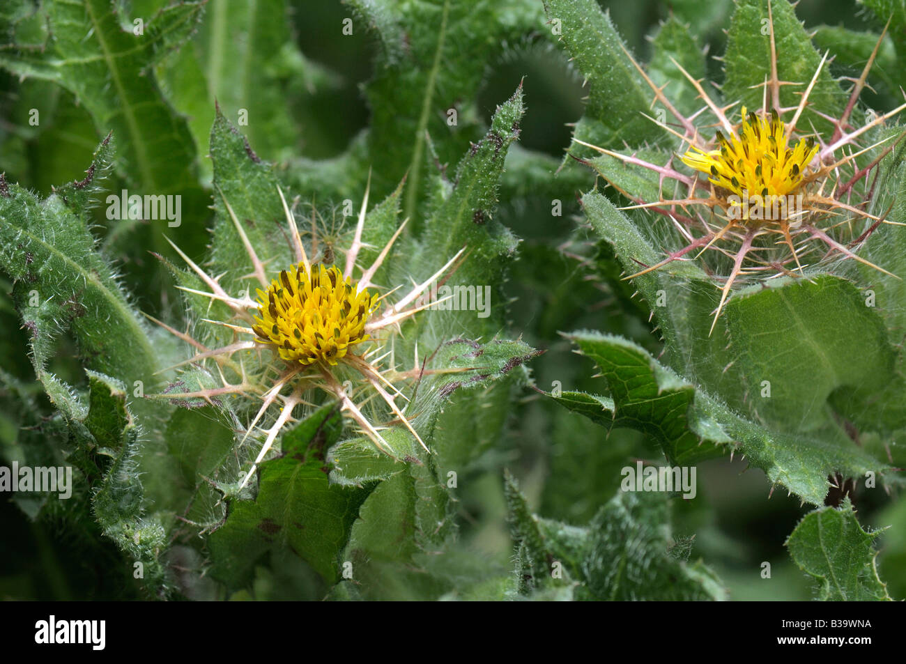 Holy Thistle, Blessed Thistle (Cnicus benedictus), flowering Stock ...
