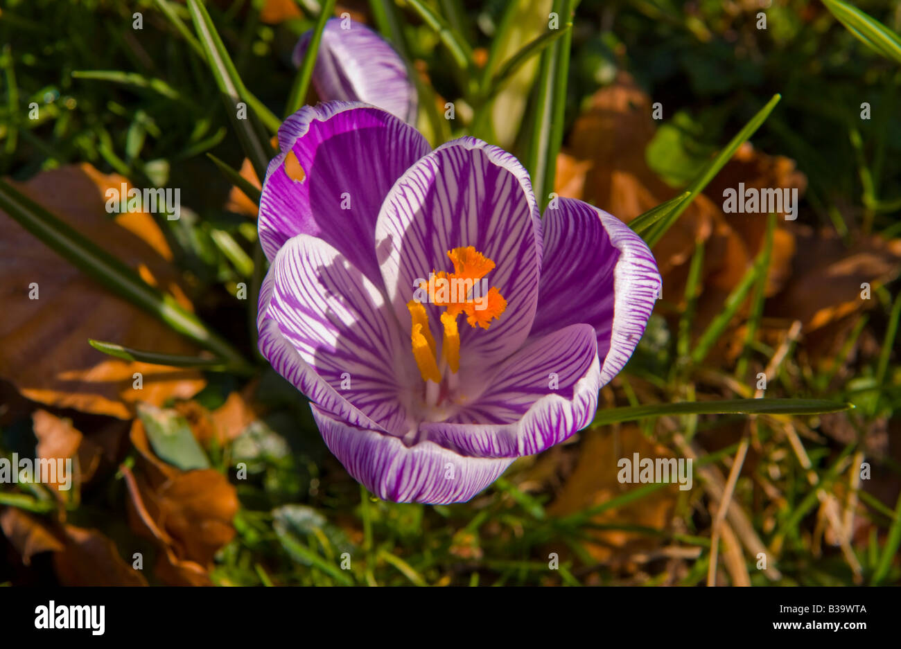Crocus gb hi-res stock photography and images - Alamy