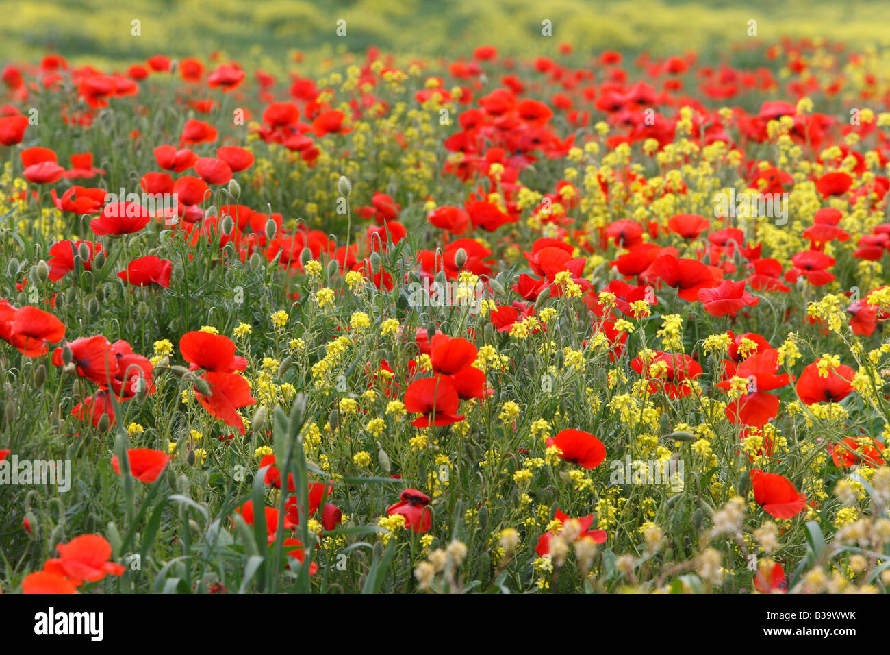 Agricultural field italy hi-res stock photography and images - Alamy