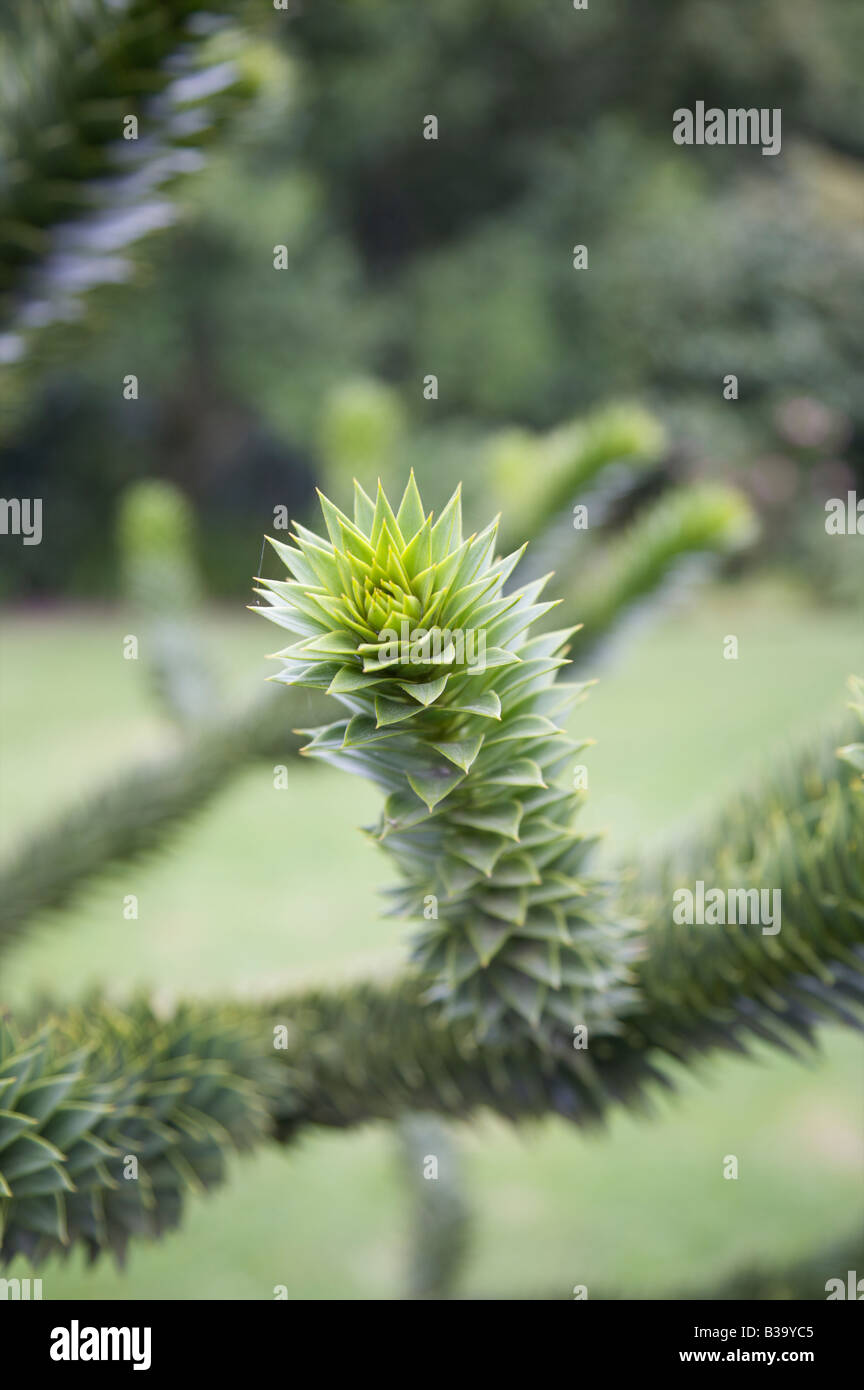 ARAUCARIA MONKEY PUZZLE TREE EVERGREEN CONIFEROUS TREE IN AUGUST Stock ...