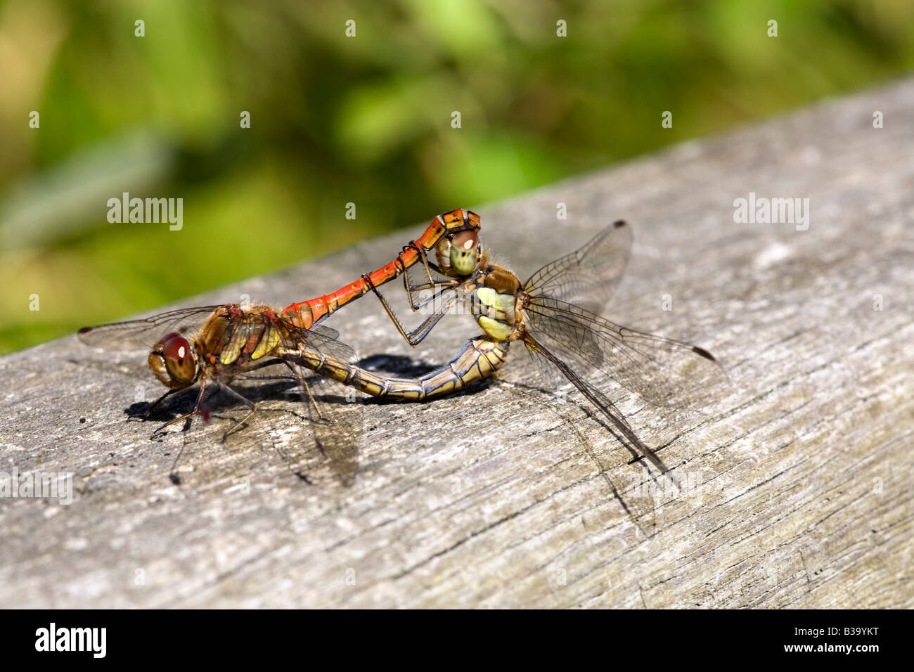 Dragonflies breeding hi-res stock photography and images - Alamy