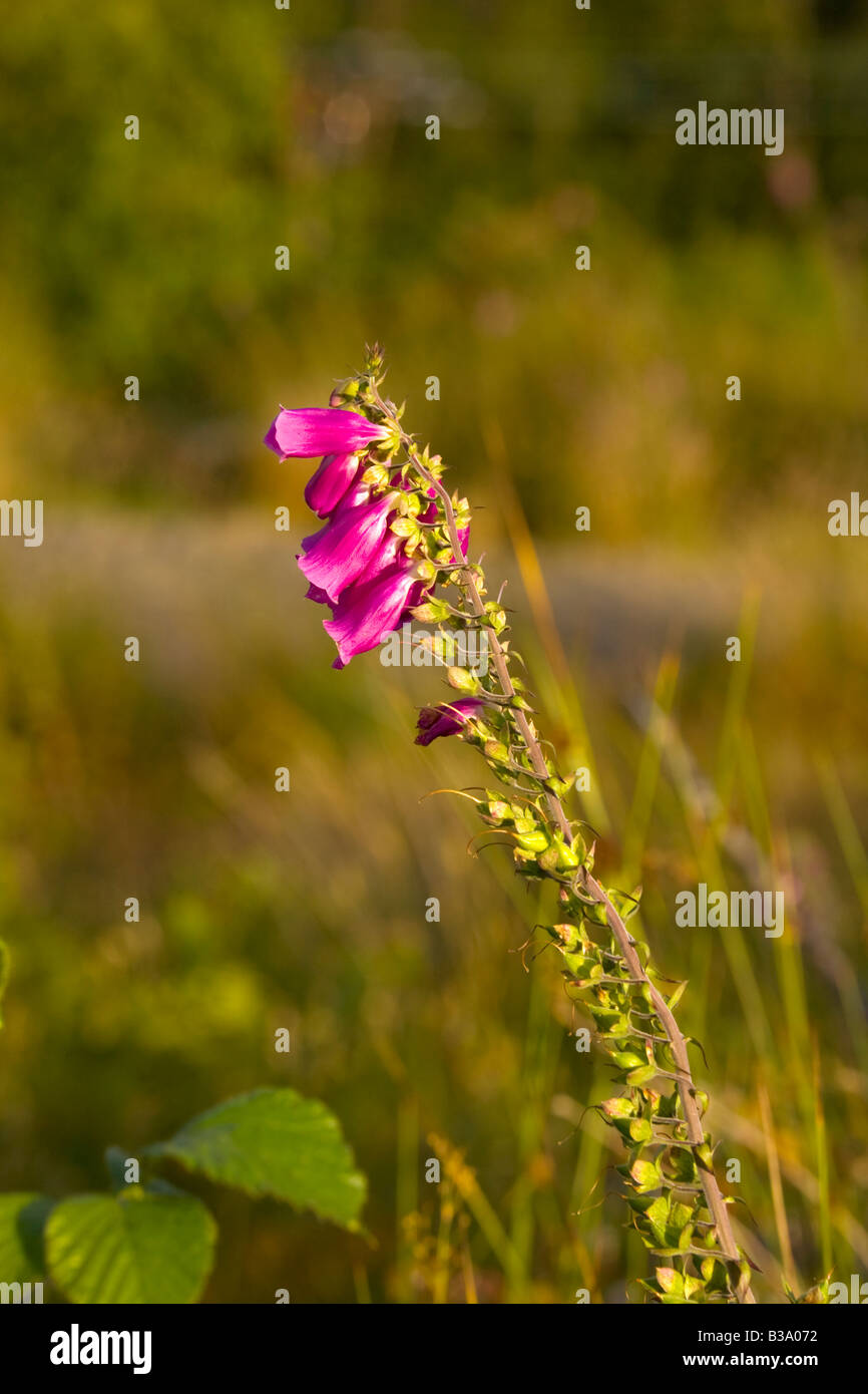 Stem of foxglove hi-res stock photography and images - Alamy