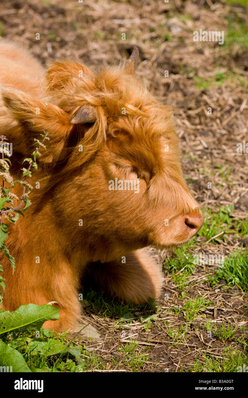 Baby highland cow hi-res stock photography and images - Alamy