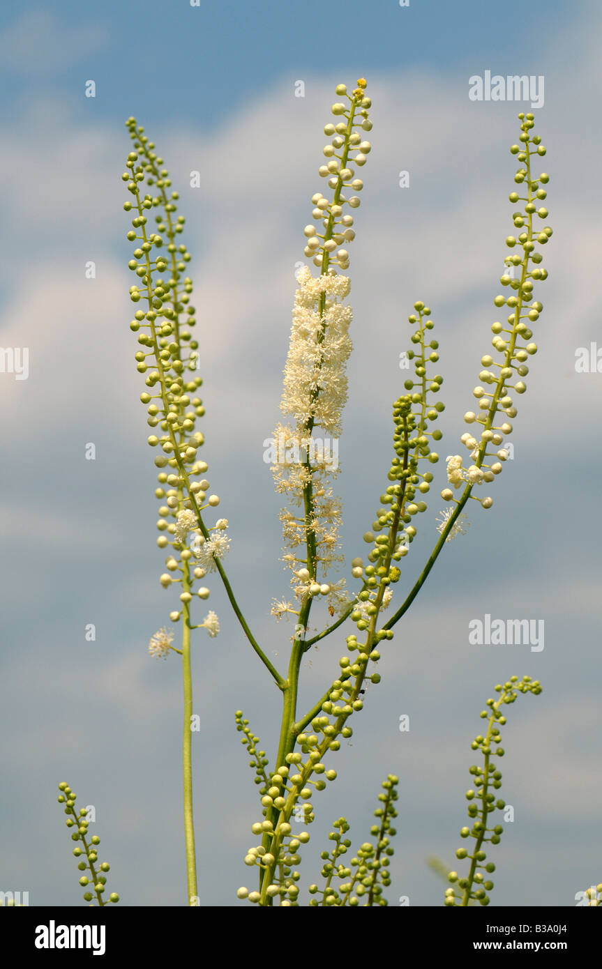 Black snakeroot hi-res stock photography and images - Alamy