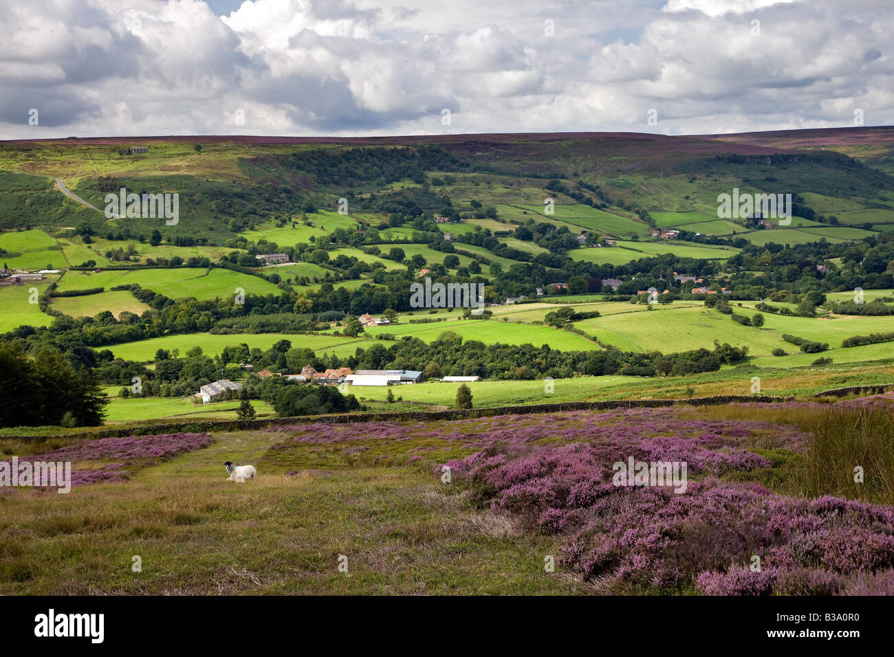 Heather Moorland above Rosedale Abbey from Hartoft Rigg in August North ...