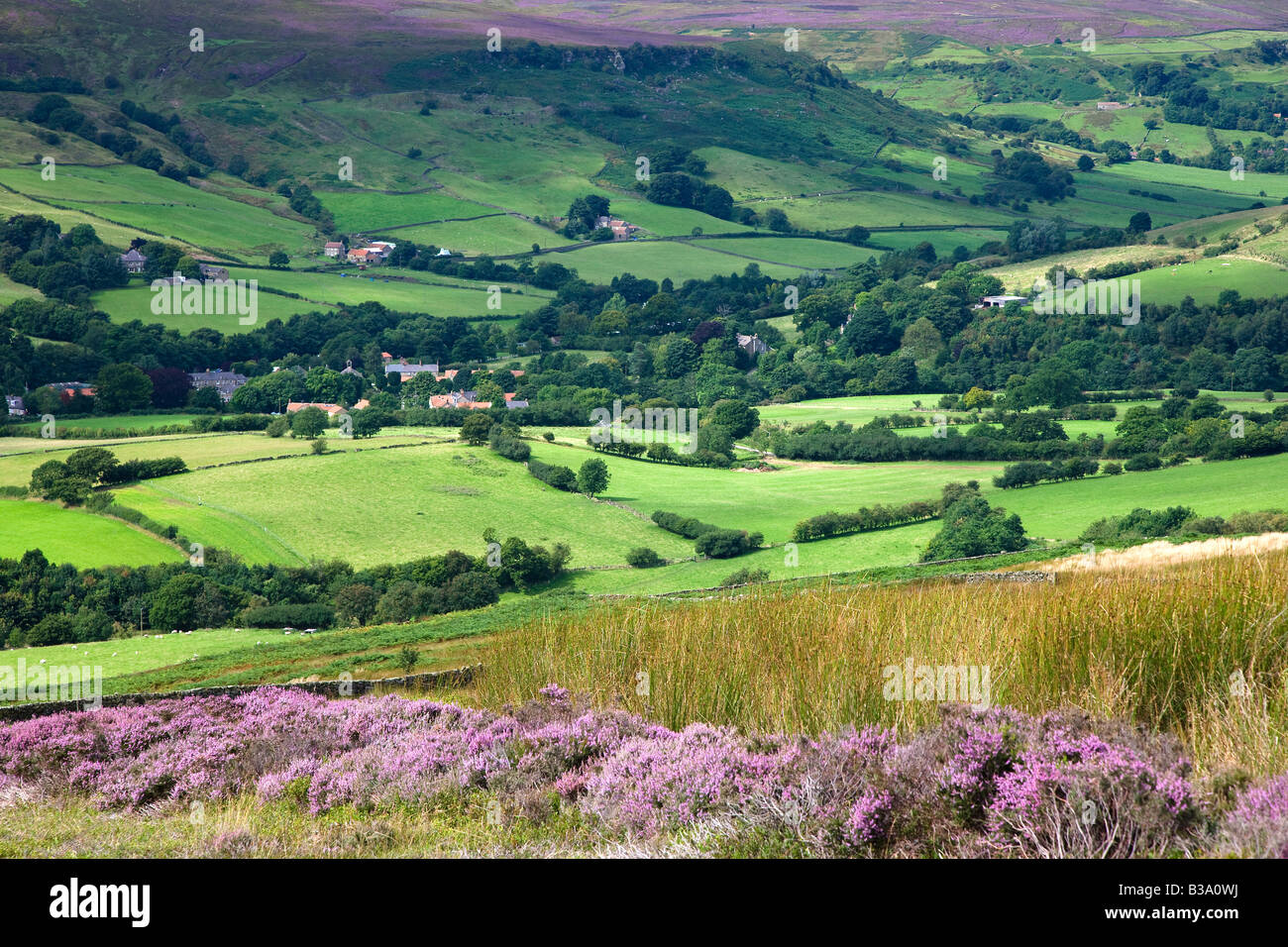 Heather Moorland above Rosedale Abbey from Hartoft Rigg North York ...