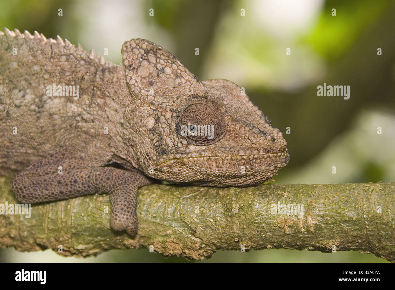 Warty Chameleon - sitting on branch / Furcifer Verrucosus Stock Photo ...