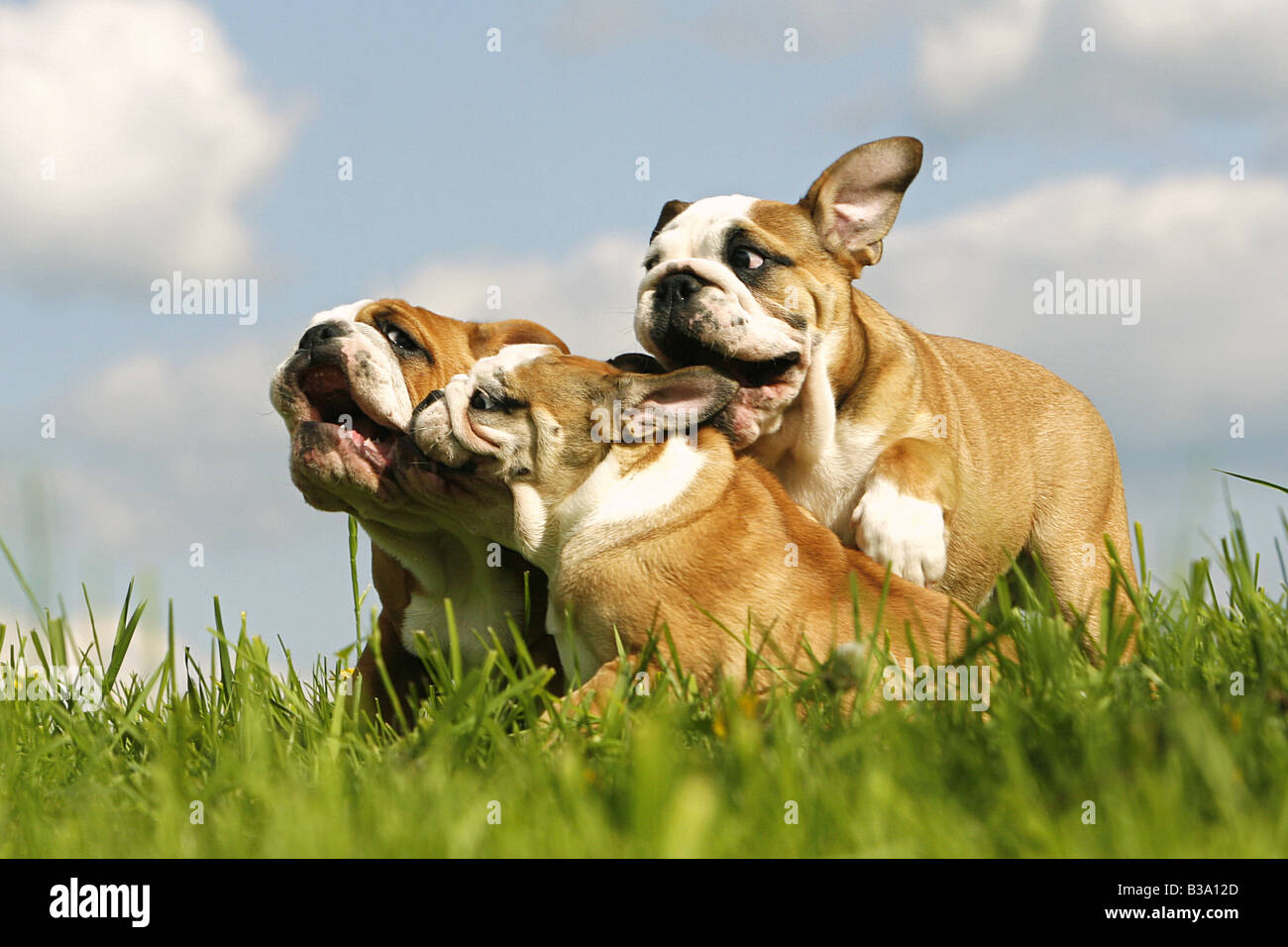 three English Bulldogs on meadow Stock Photo - Alamy