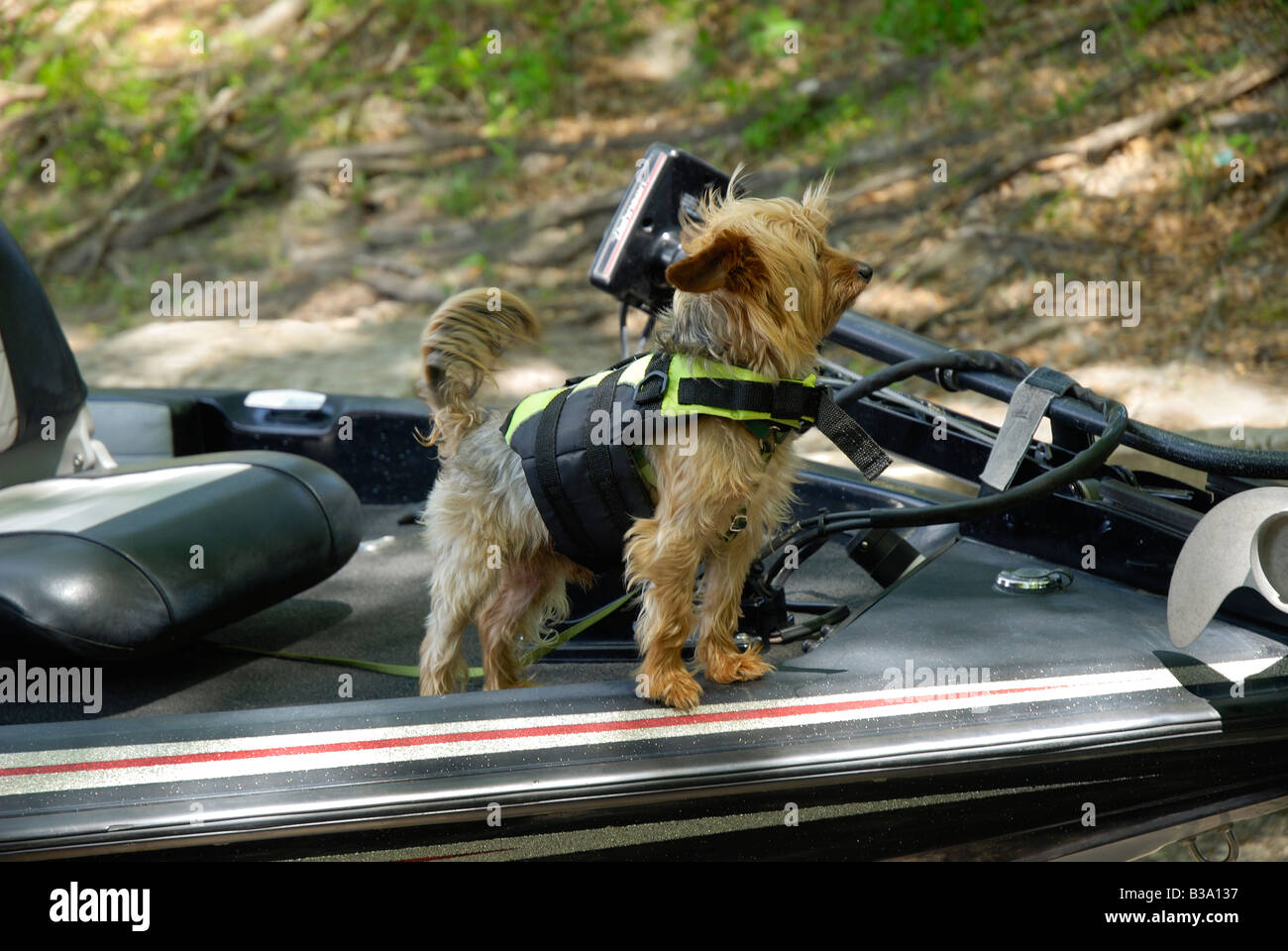 small maltese dog with life preserver on boat along the Suwannee River ...