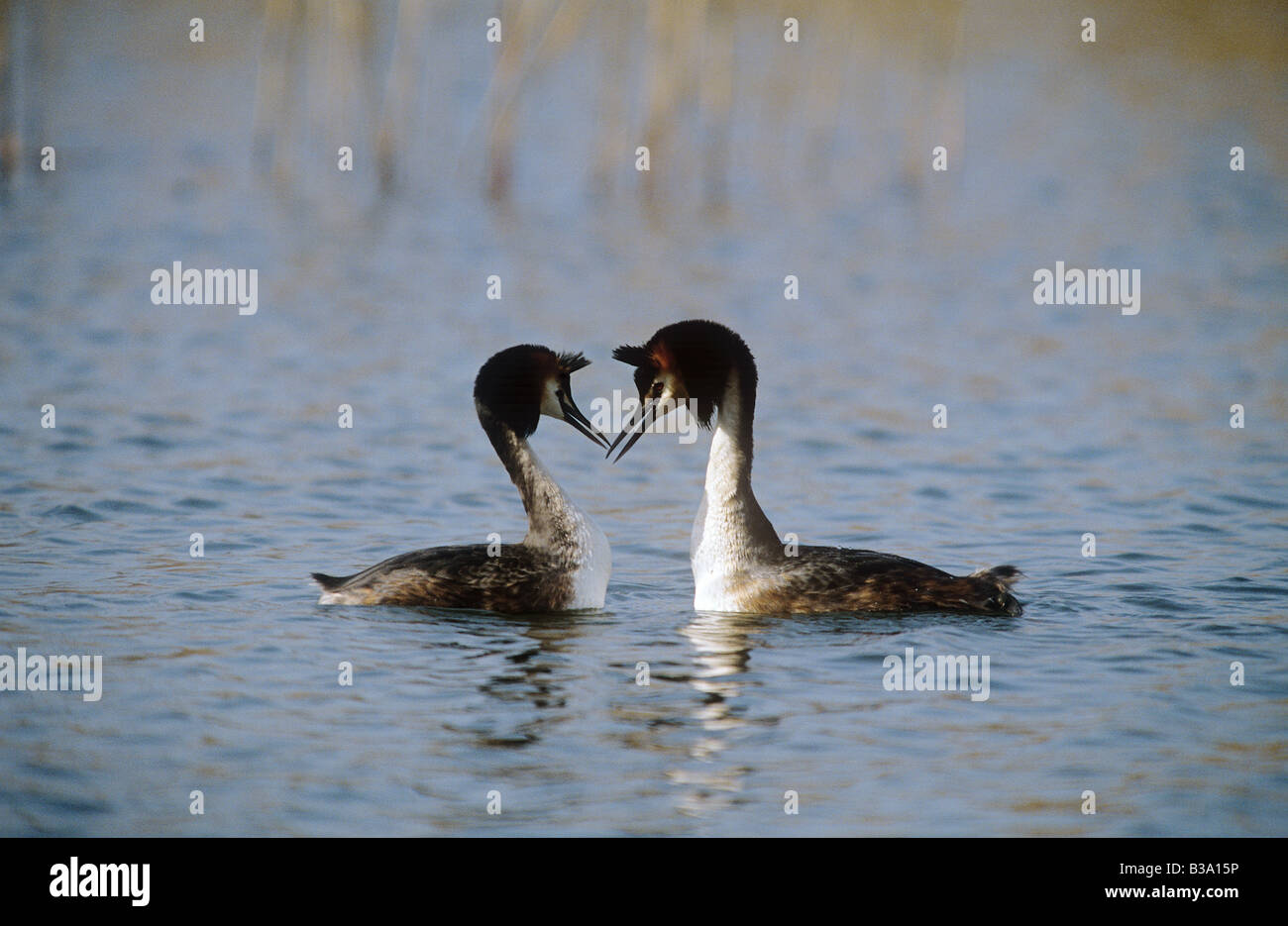 two Great Crested grebes - mating / Podiceps cristatus Stock Photo - Alamy