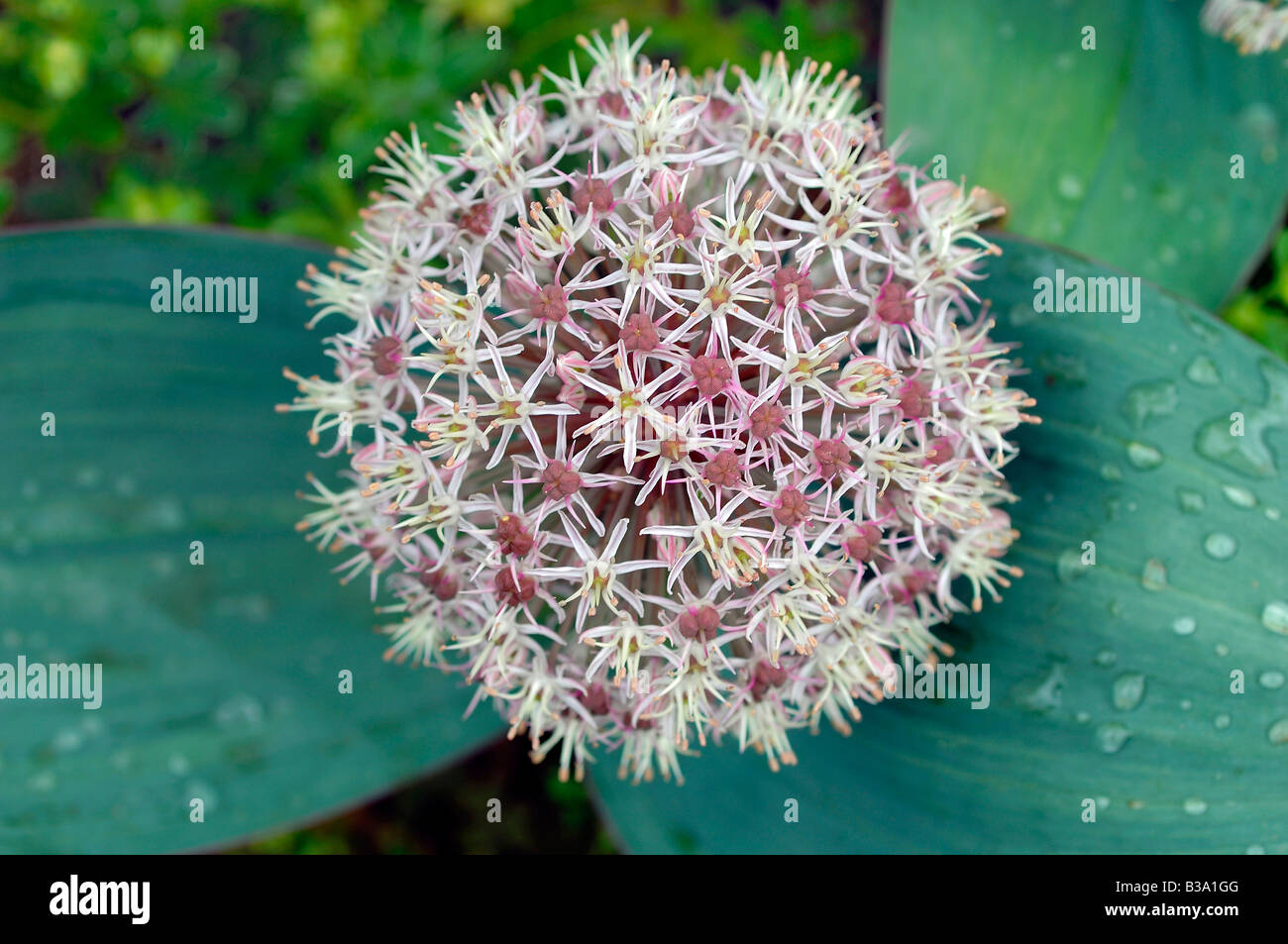 Washington state united states hi-res stock photography and images - Alamy