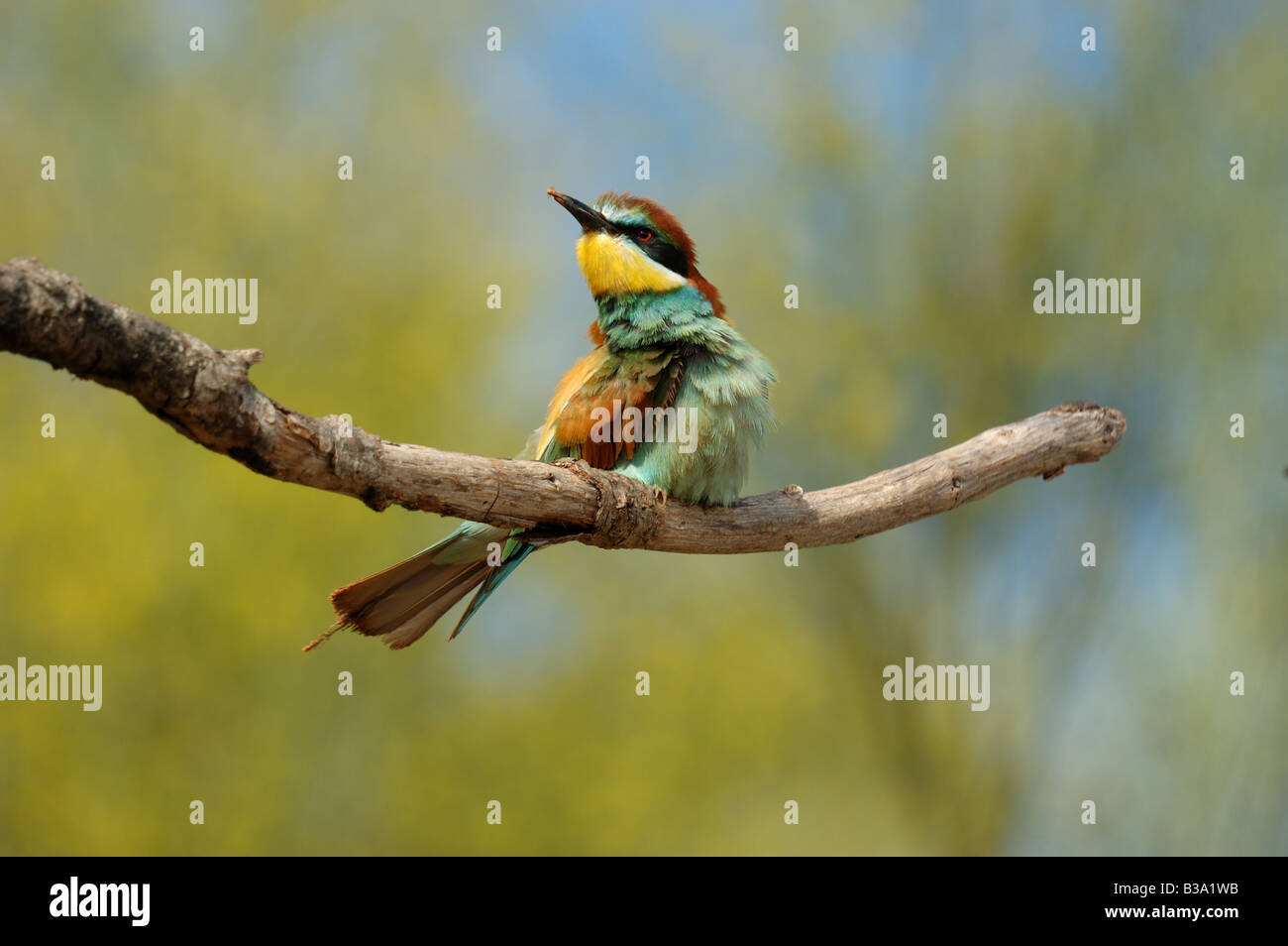 a photograph of a bird Stock Photo - Alamy