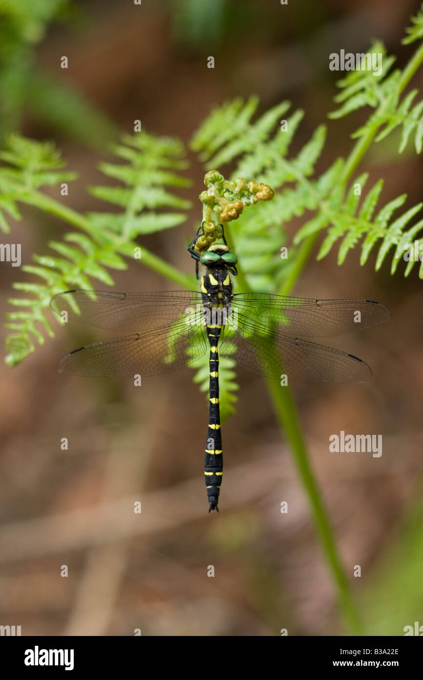 Two toothed Golden ringed Dragonfly Cordulegaster bidentata Stock Photo ...
