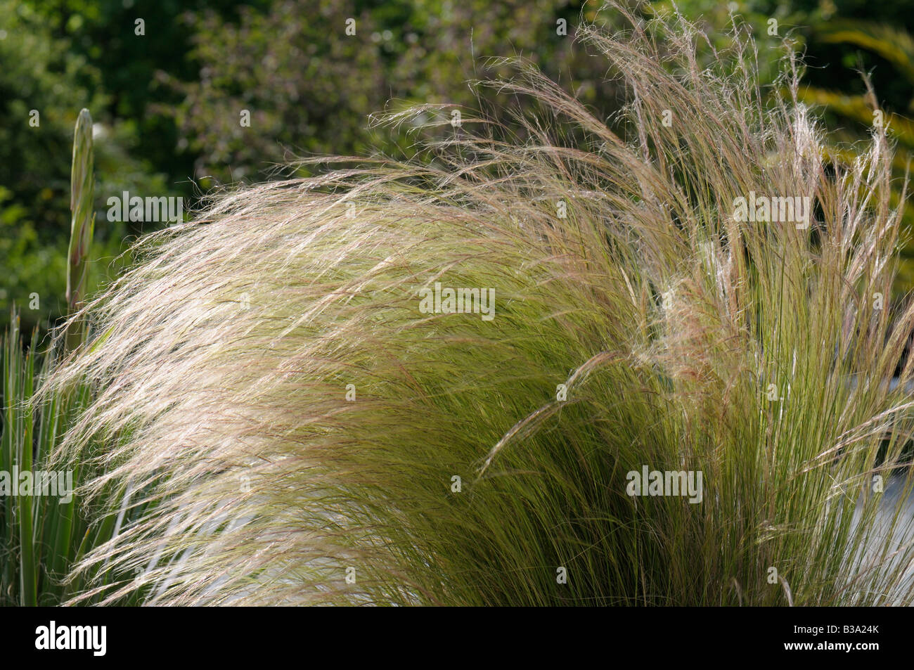 Finestem needlegrass, White tussock, Mexican feather grass (Nassella ...