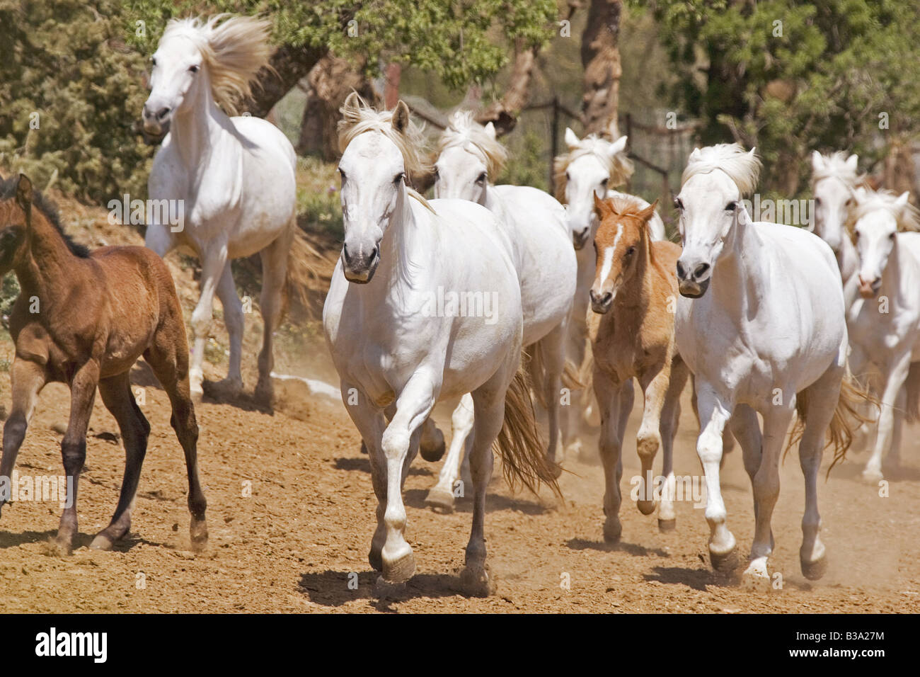 barb herd - galloping Stock Photo - Alamy