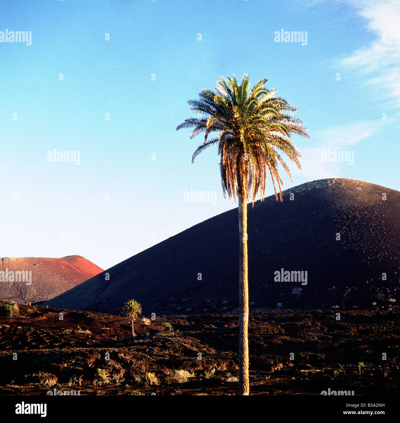 Palme in Lanzarote Stock Photo - Alamy