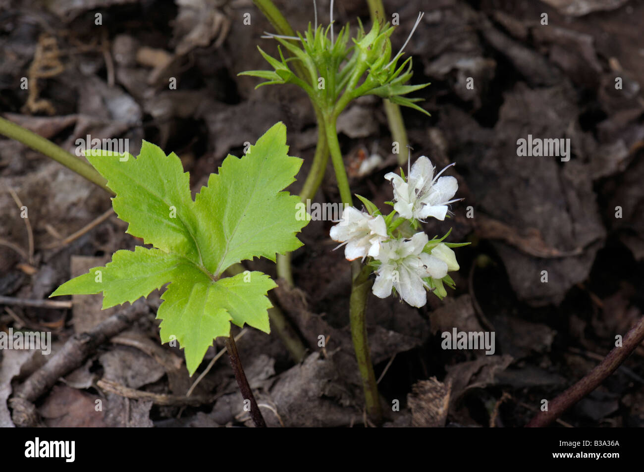 Common May Apple Wild Lemon (Podophyllum peltatum) flowering Stock ...
