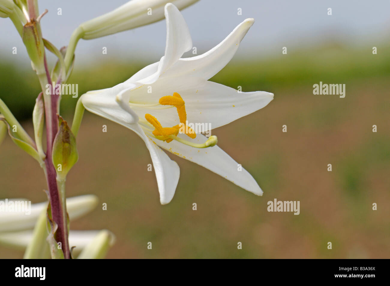 Madonna lily hi-res stock photography and images - Alamy