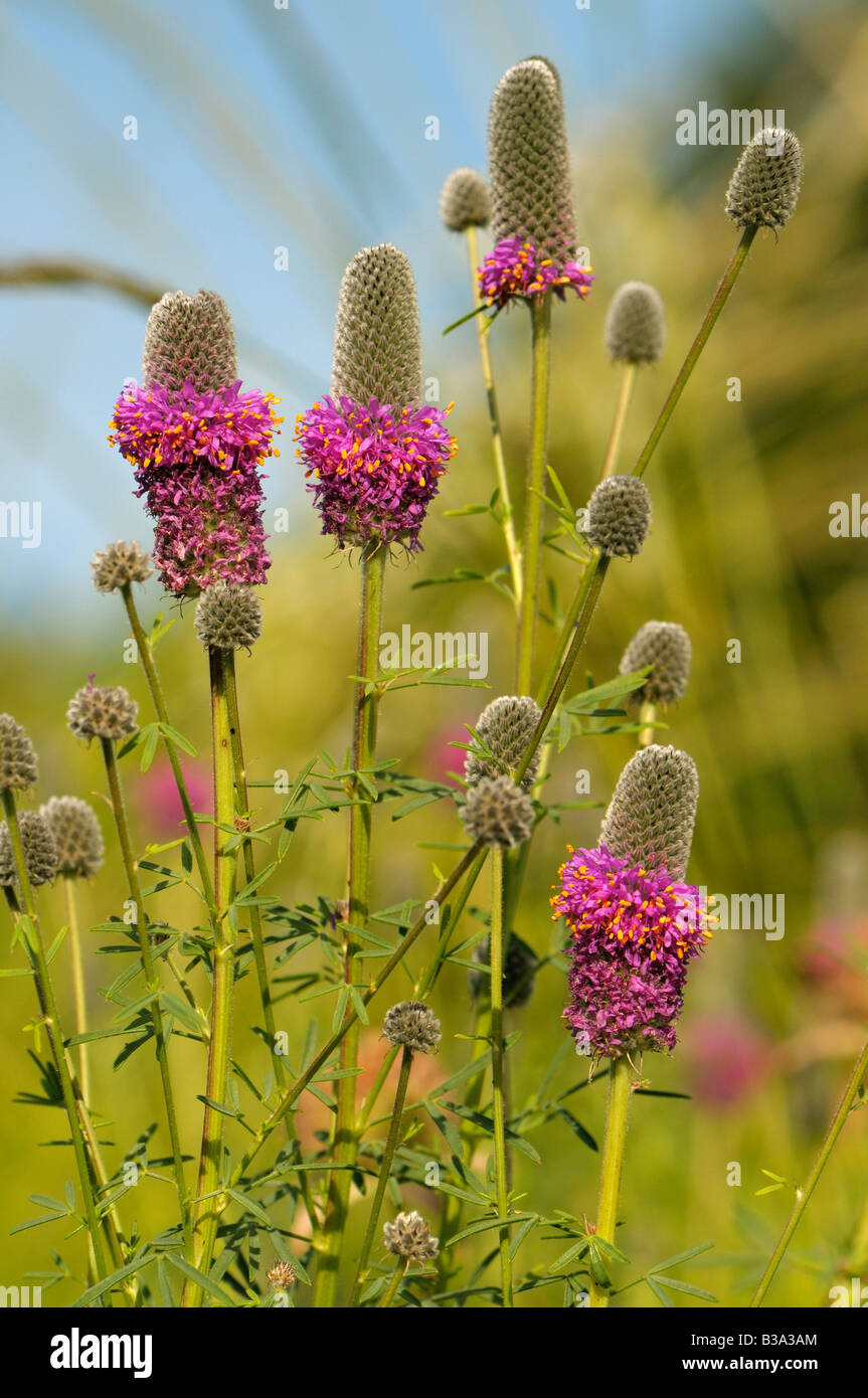 Purple Prairie Clover (Dalea purpurea), flowering Stock Photo - Alamy
