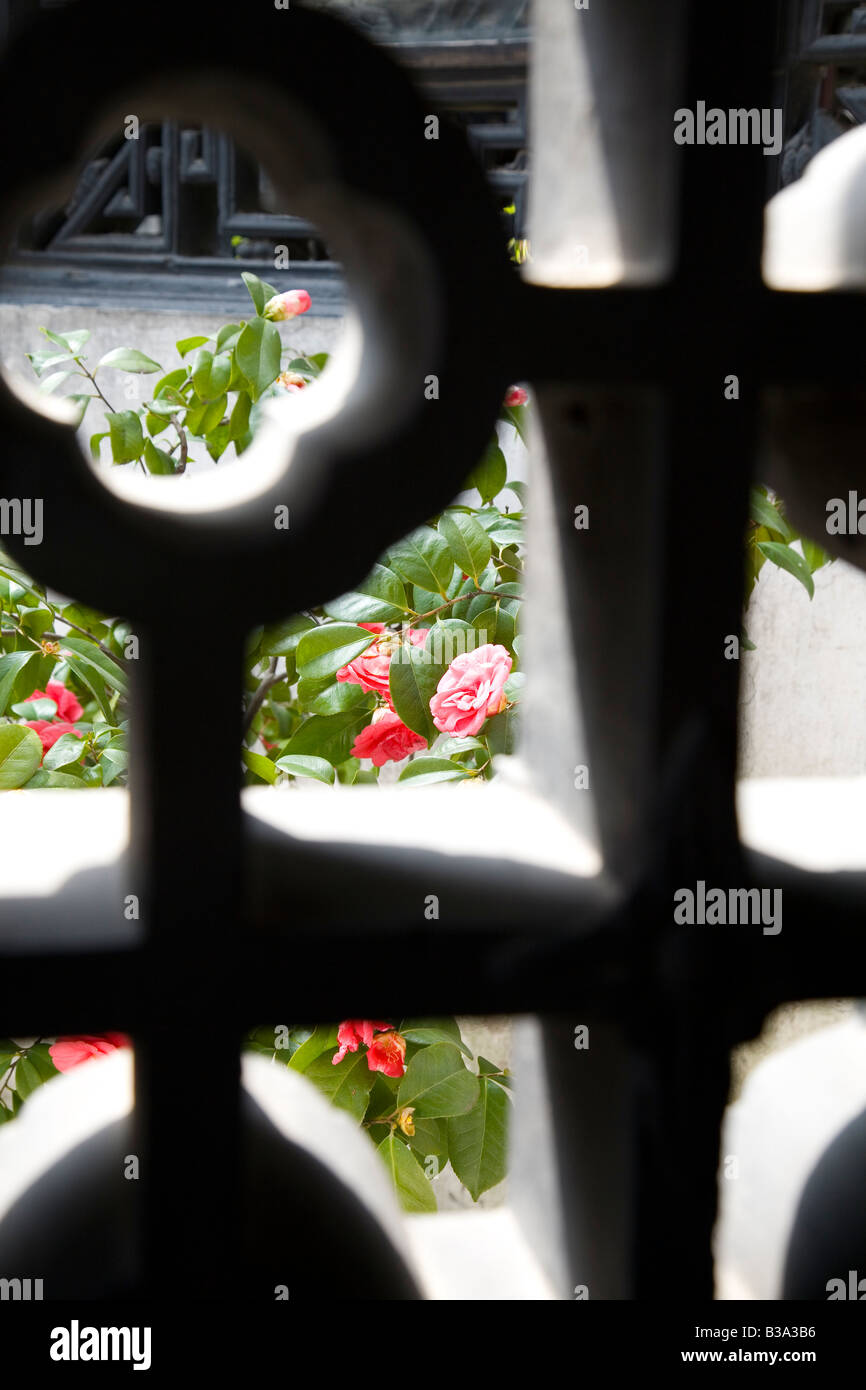 Pink camellia tree viewed through a Chinese screen Stock Photo - Alamy
