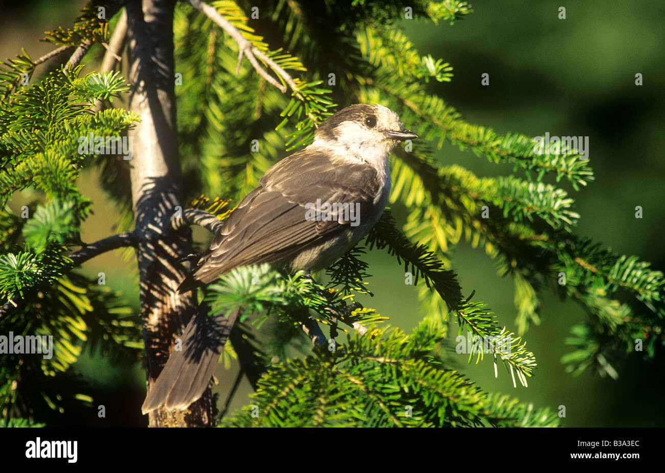 gray jay - sitting on branch / Perisoreus canadensis Stock Photo - Alamy