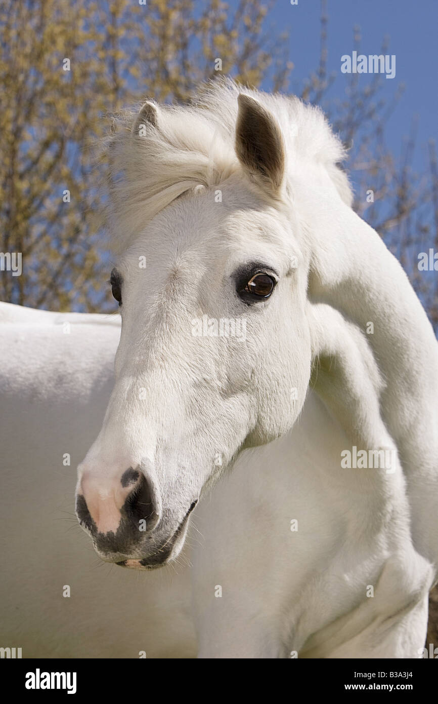 welsh pony - portrait Stock Photo - Alamy