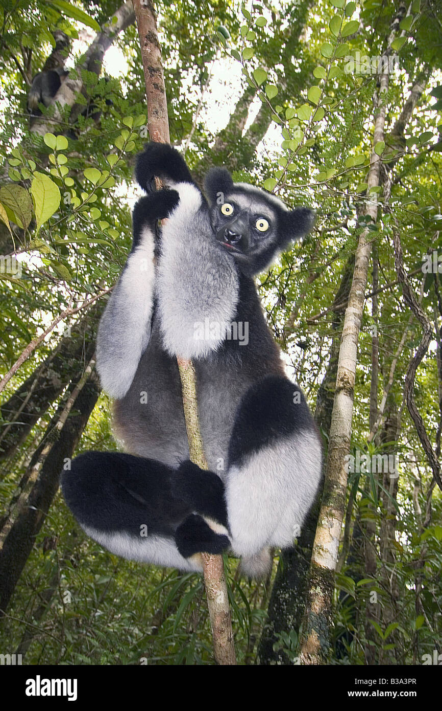 Indri - sitting on branch / Indri Indri Stock Photo - Alamy