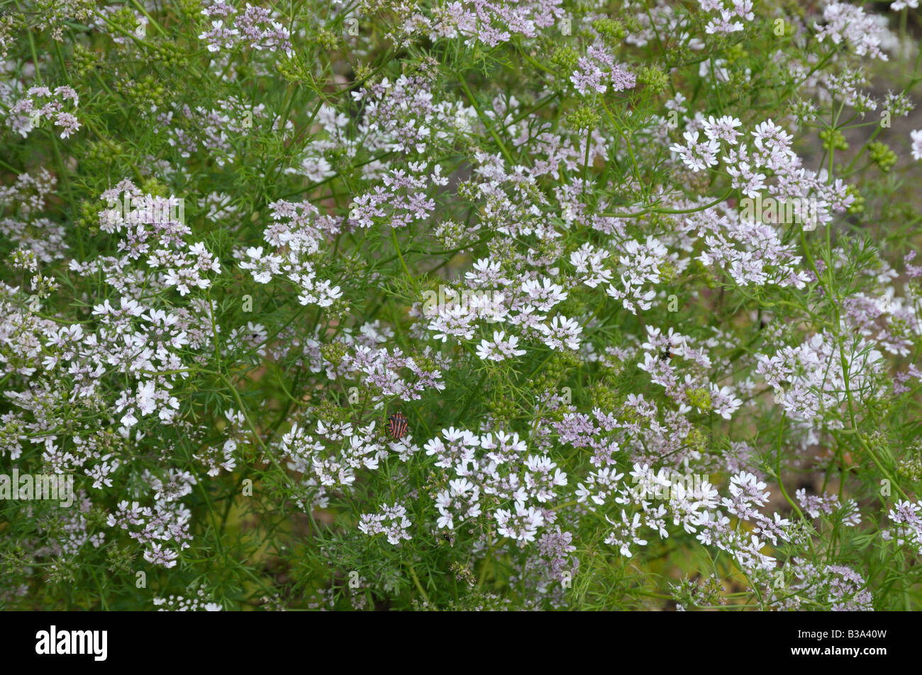 Coriander, Cilantro (Coriandrum sativum), flowering Stock Photo - Alamy