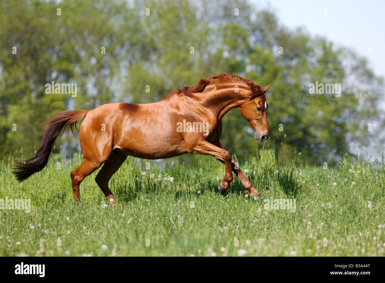 english thoroughbred - running on meadow Stock Photo - Alamy