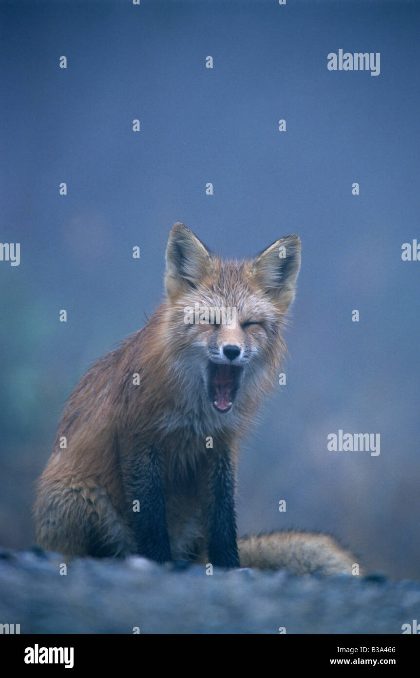 American Red Fox (Vulpes vulpes Stock Photo - Alamy