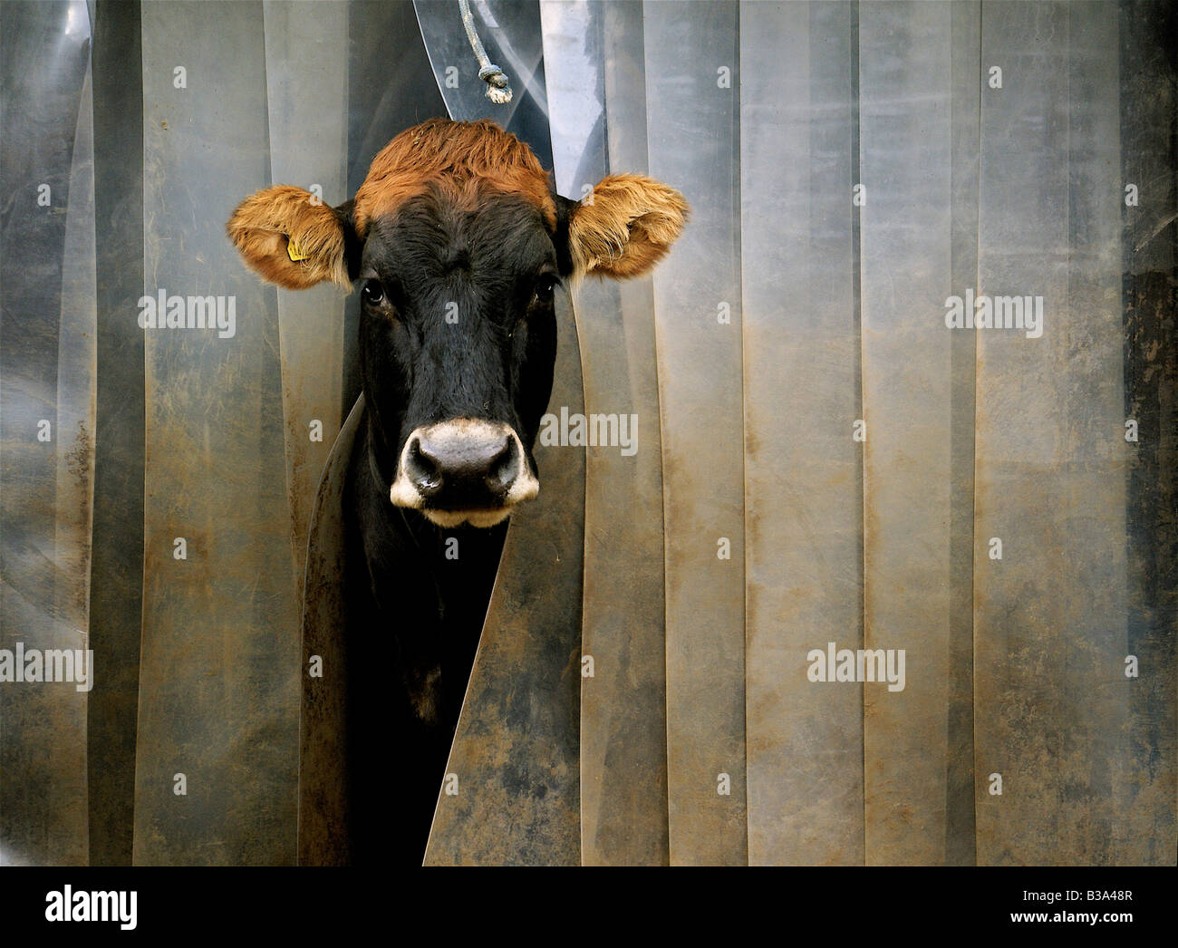 portrait of a black cow (vacca) in the stable Stock Photo - Alamy