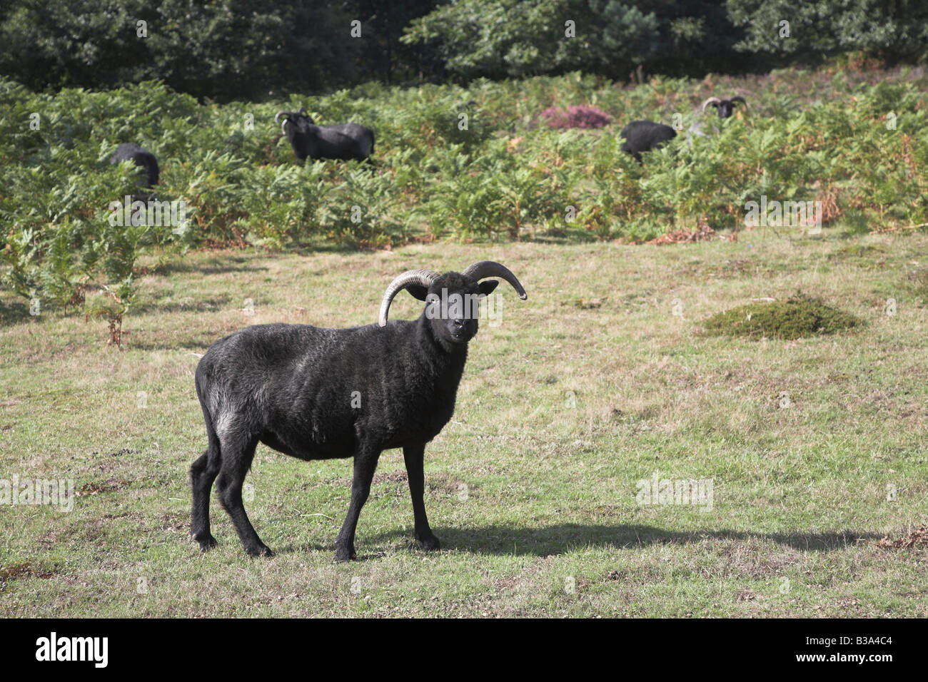 Hebridean sheep hi-res stock photography and images - Alamy
