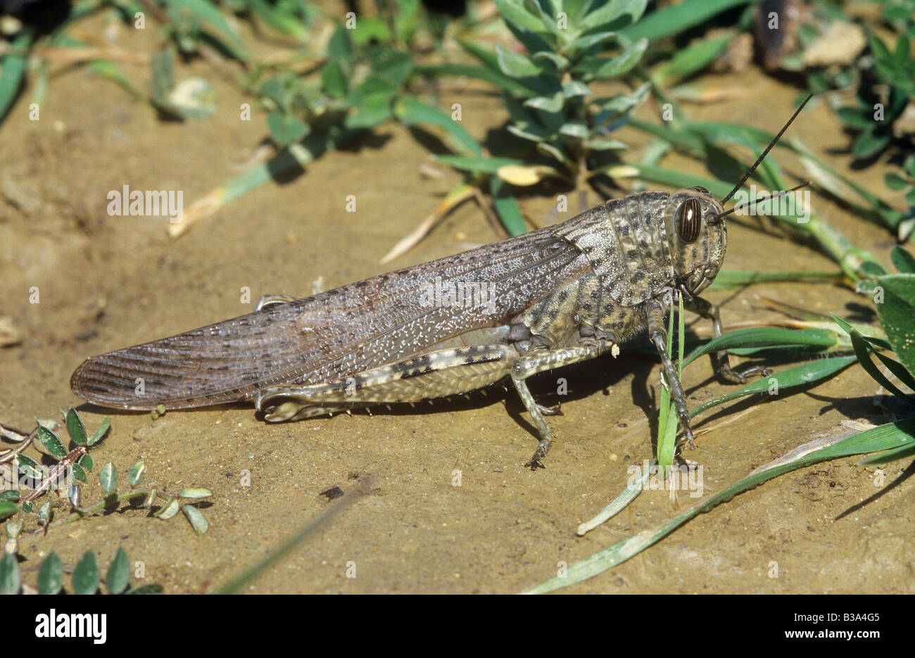 Egyptian Locust / Anacridium aegyptium Stock Photo - Alamy