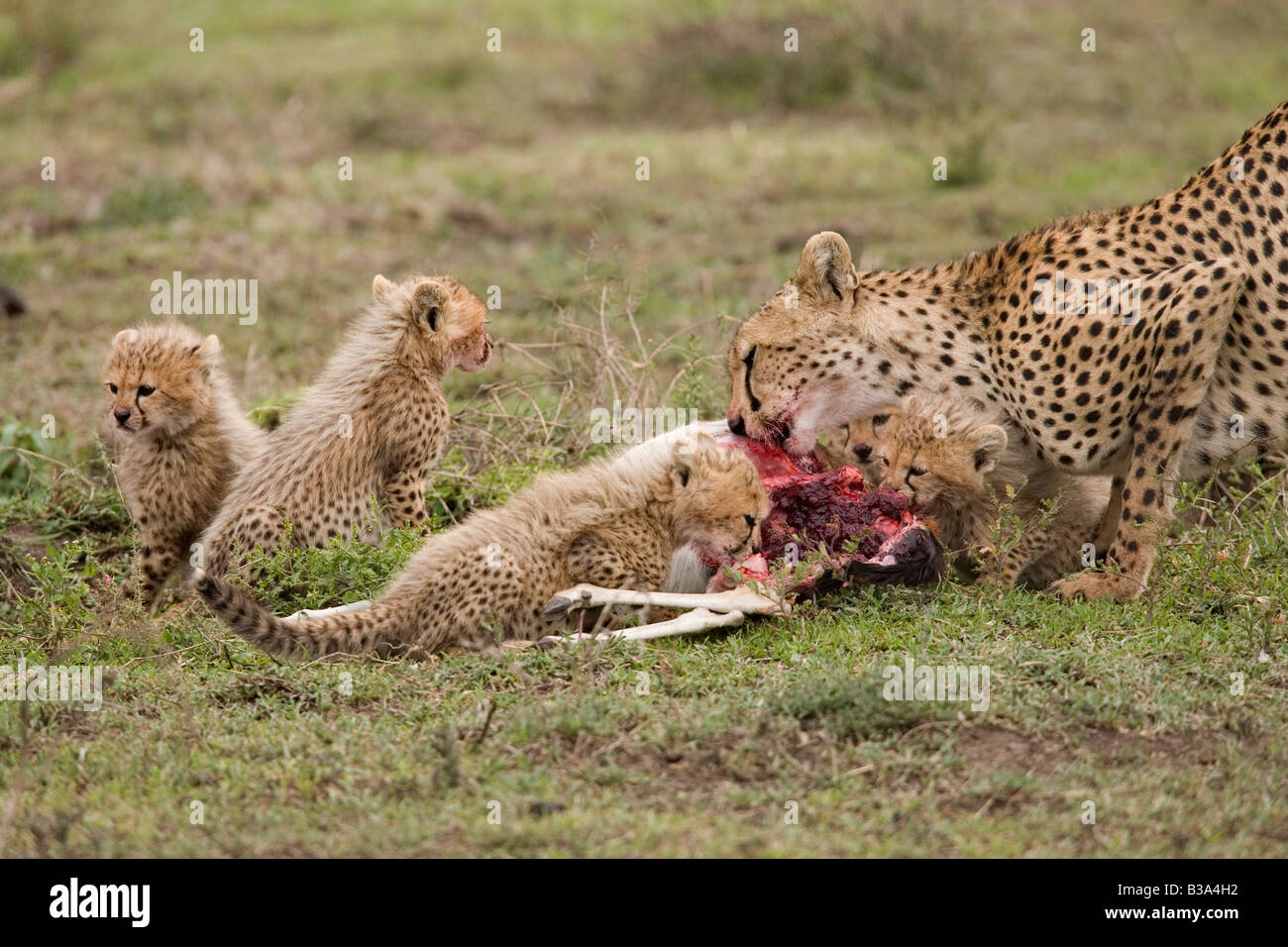 Baby cheetahs feeding High Resolution Stock Photography and Images - Alamy
