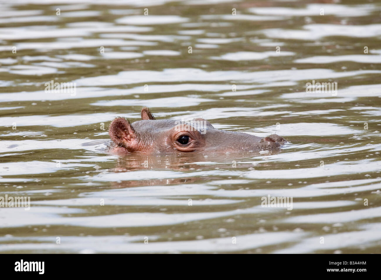 Baby hippo cute hi-res stock photography and images - Alamy