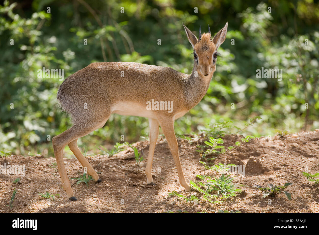 Kirk's Long-snouted Dik Dik, Rhynchotragus kirki, Lake Manyara National ...