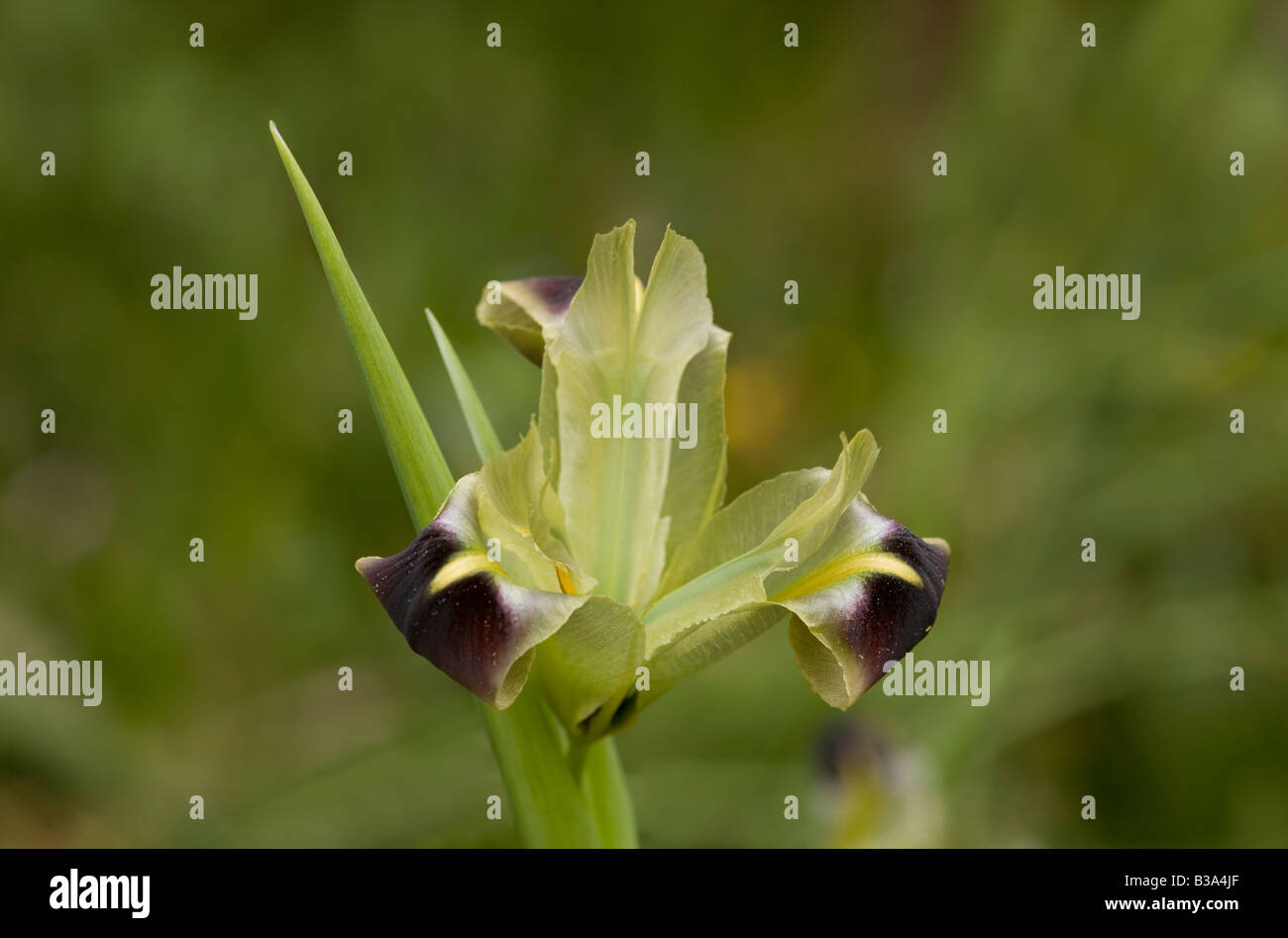 Snake s Head Iris Widow Iris Hermodactylus tuberosus Peloponnese Greece ...