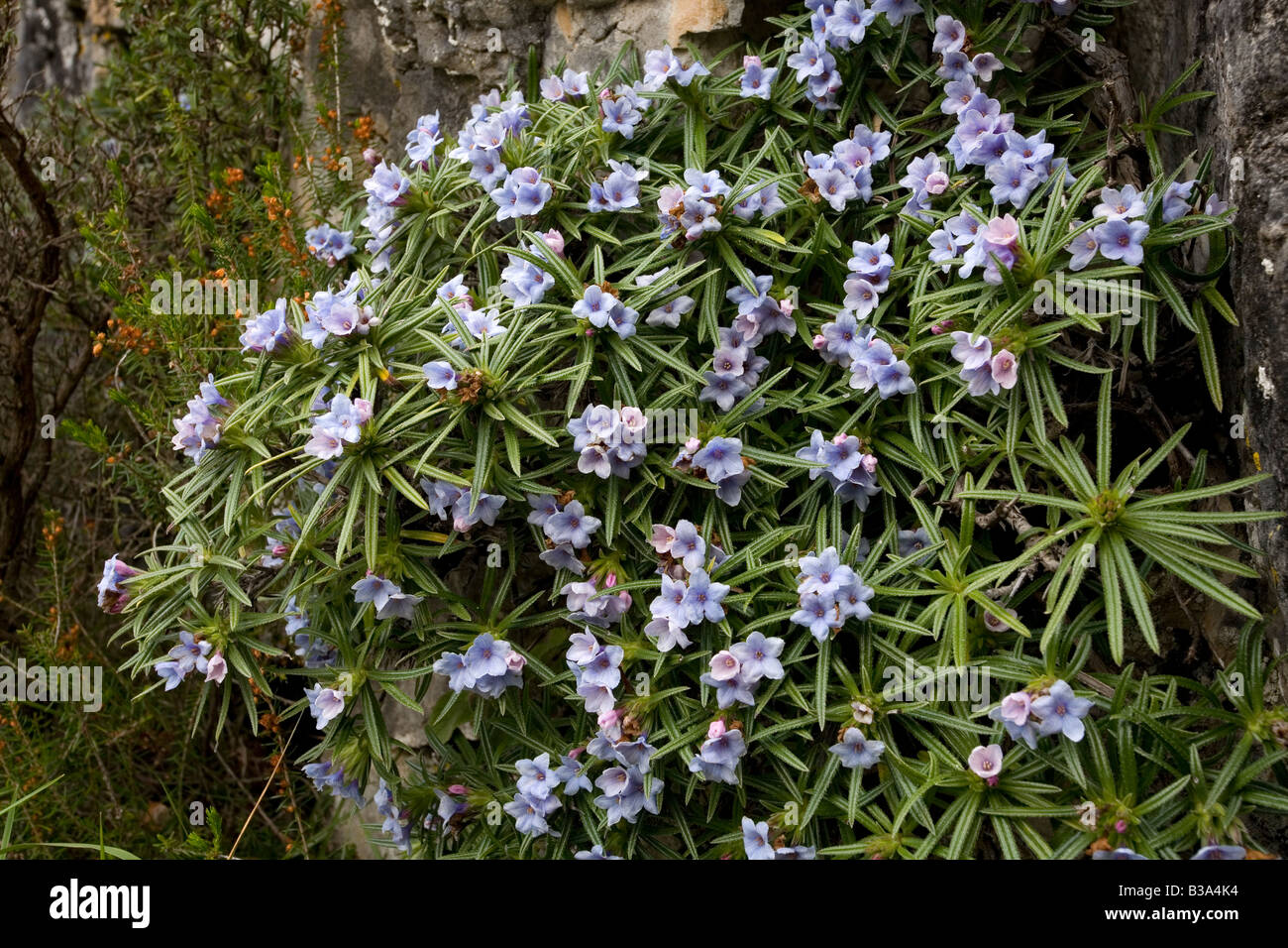 Lithodora hispidula hi-res stock photography and images - Alamy