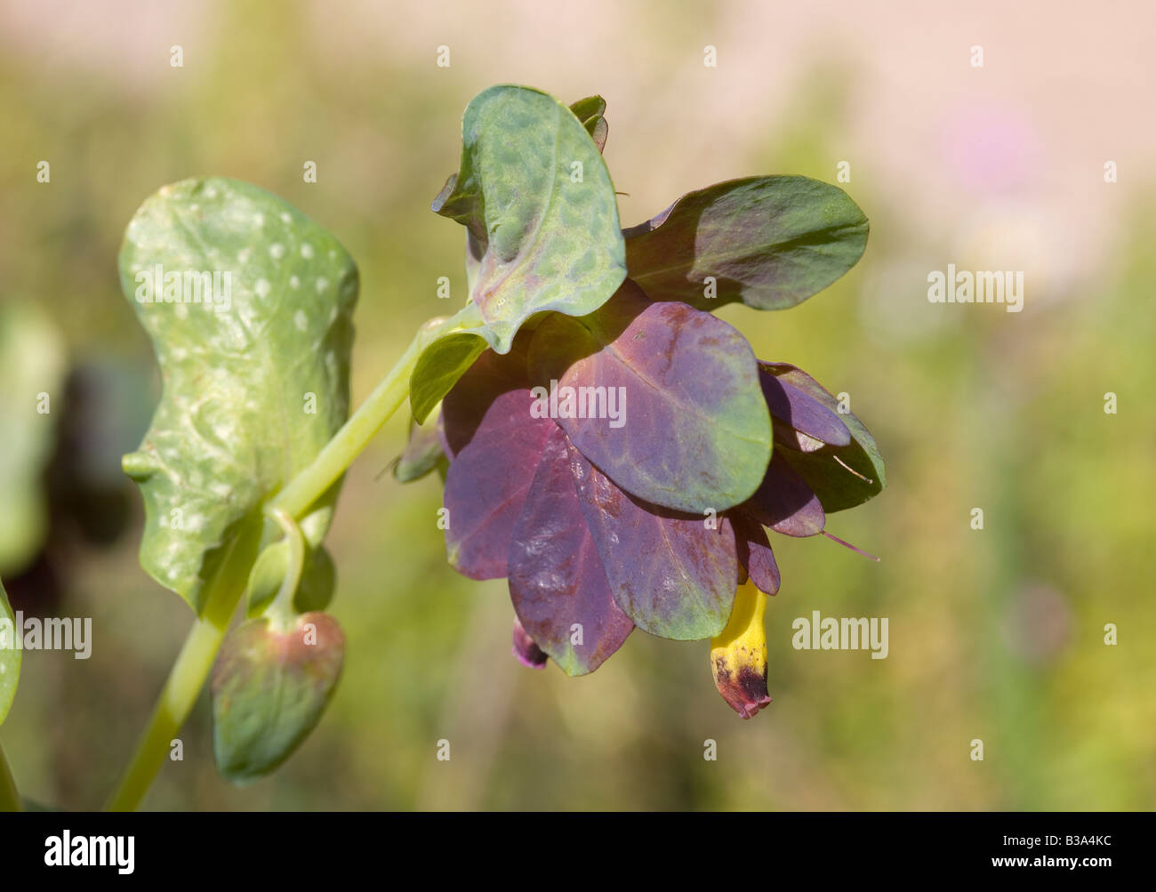Yellow wild greek flowers hi-res stock photography and images - Alamy