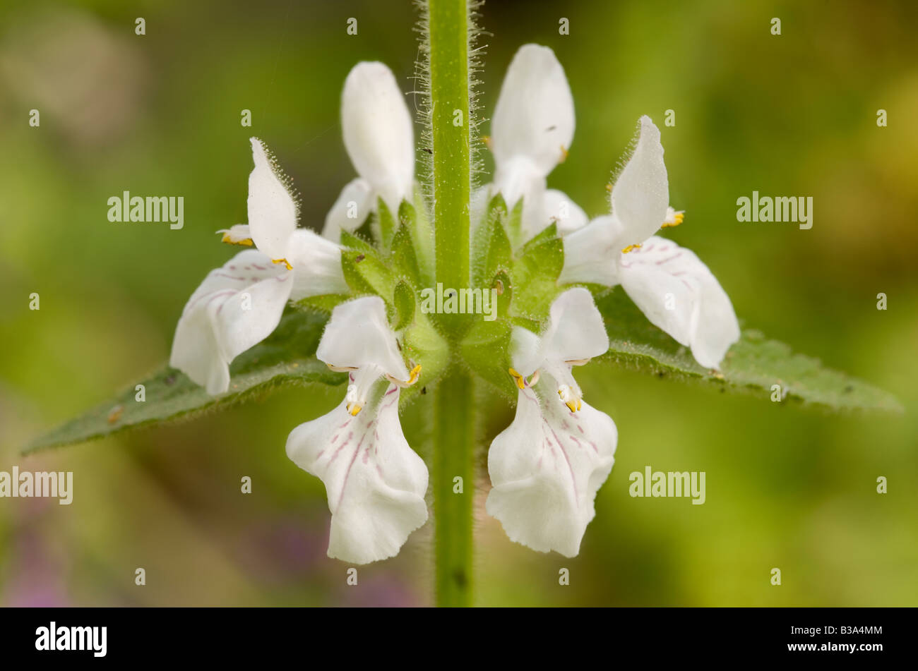 Wild Mint Labiatae Peloponnese Greece Stock Photo - Alamy