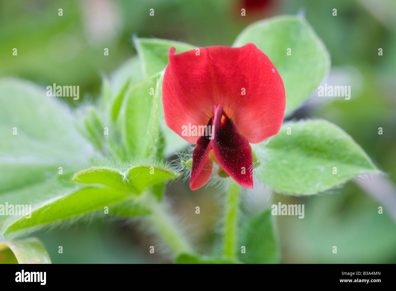 Winged Pea Tetragonolobus purpureus Asparagus Pea Greece Stock Photo ...