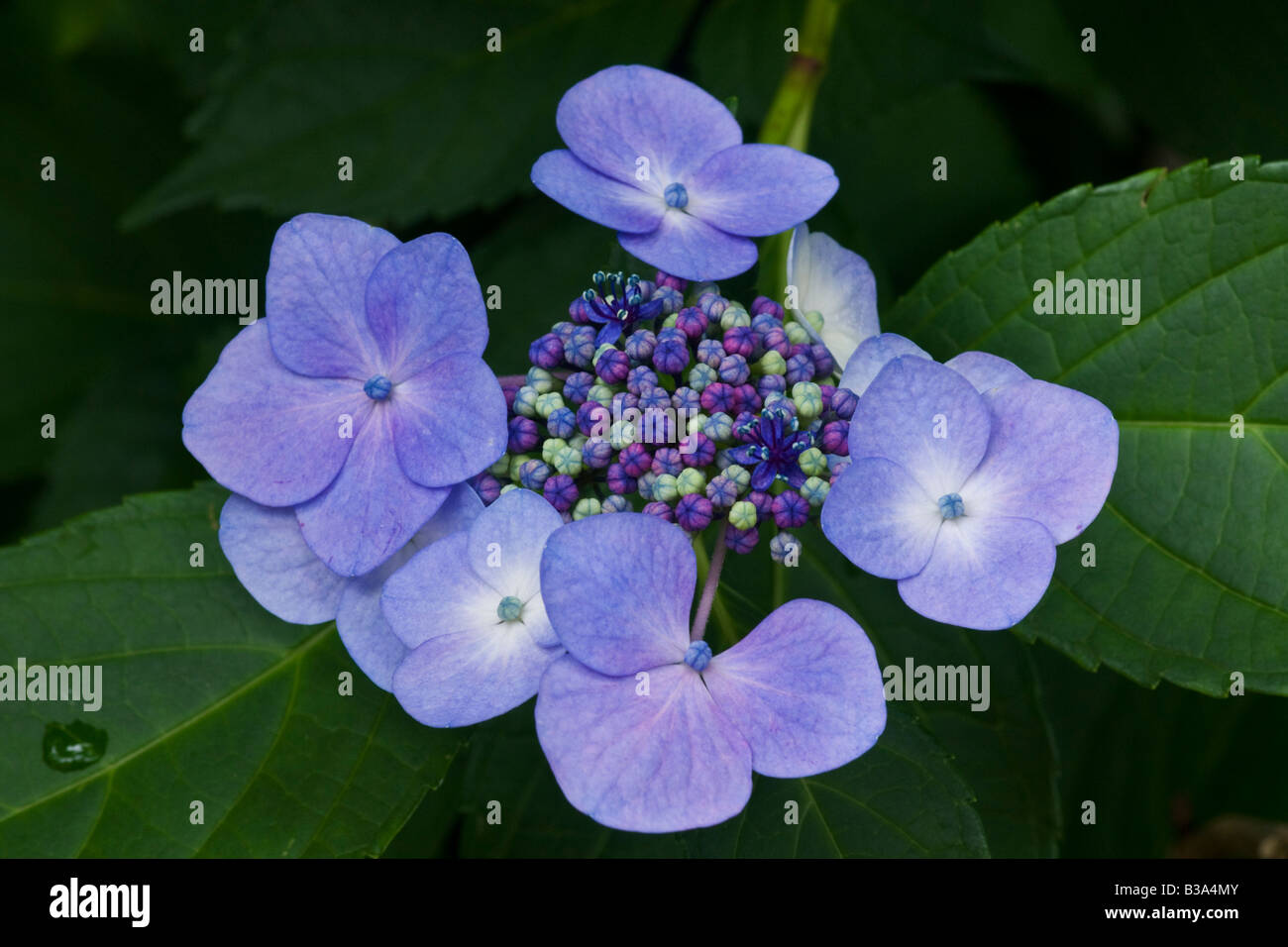 Lacecap Hydrangea (Hydrangea macrophylla normalis Stock Photo - Alamy