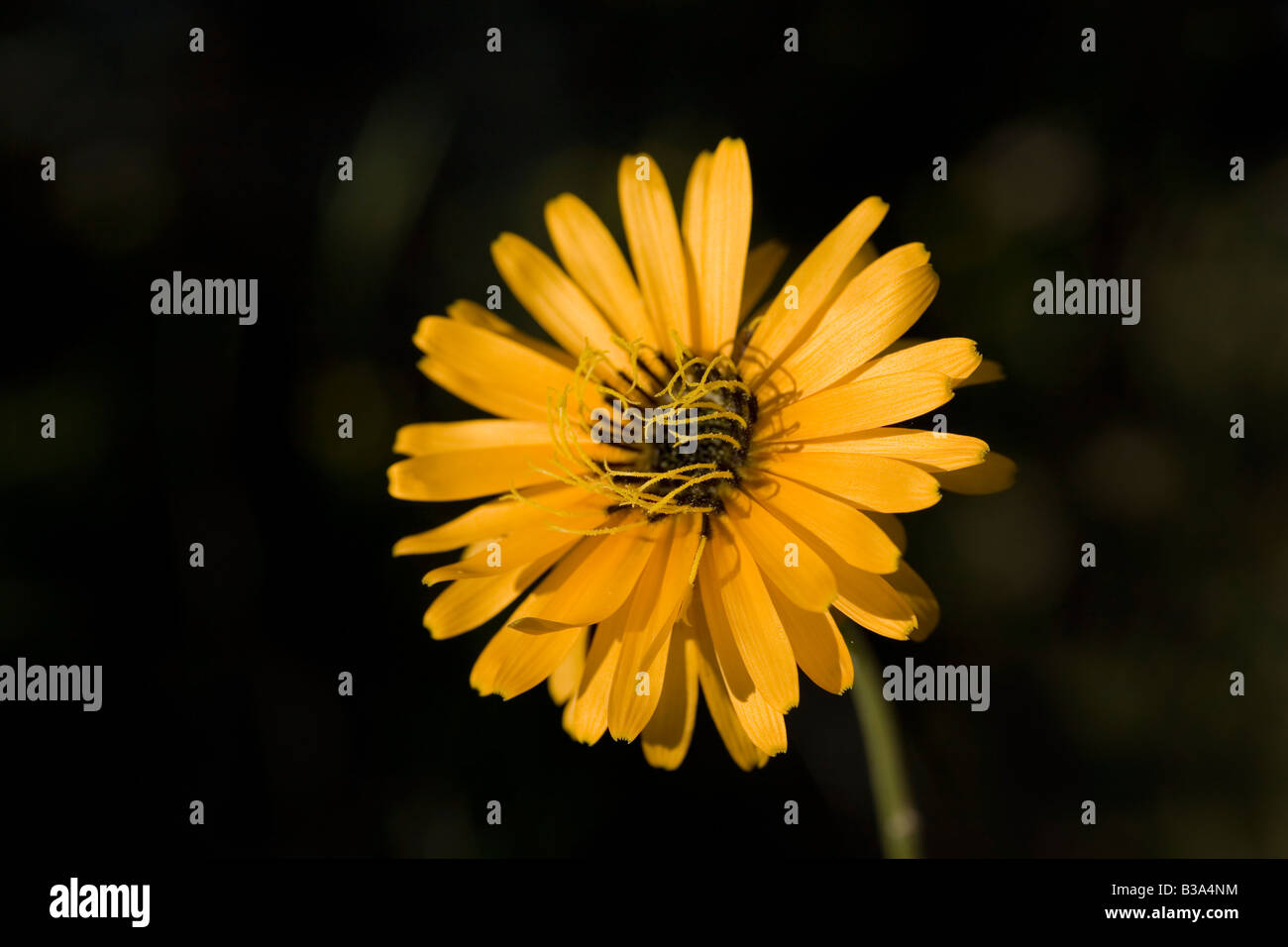 Laconicum hi-res stock photography and images - Alamy