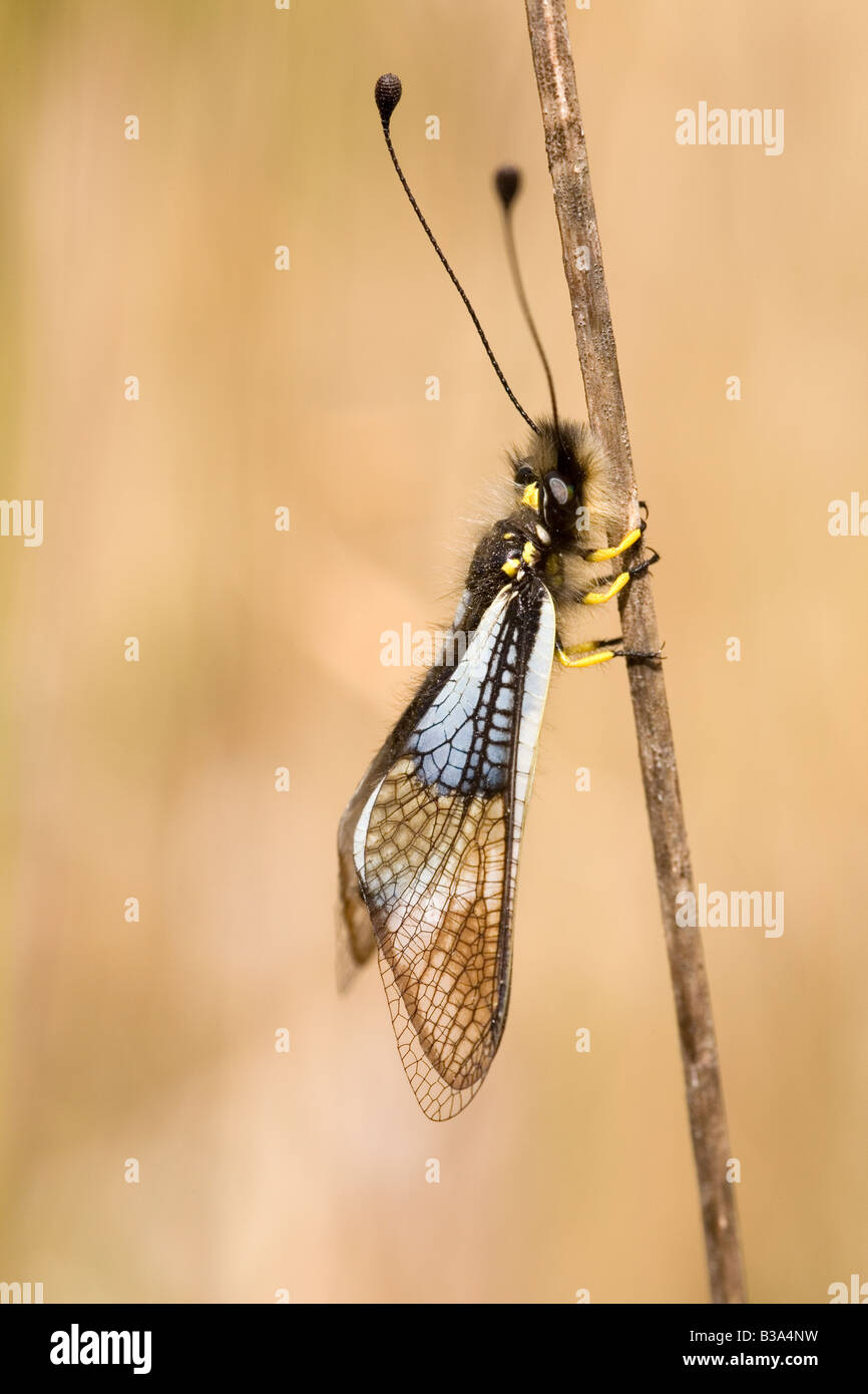 Owlfly hi-res stock photography and images - Alamy