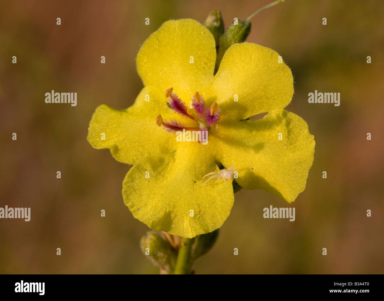 Yellow wild greek flowers hi-res stock photography and images - Alamy