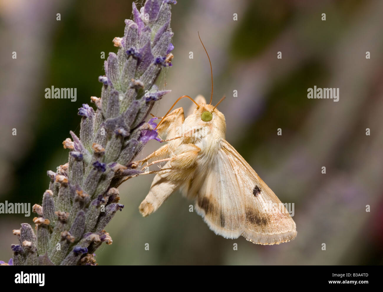 Noctuidae Moth Peloponnese Greece Stock Photo - Alamy