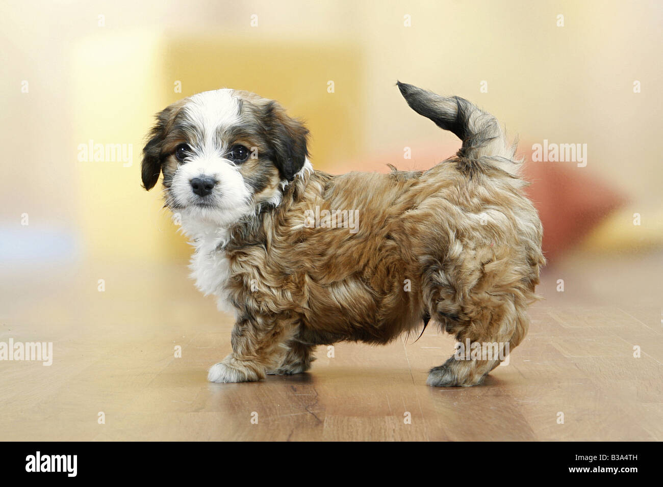 Havanese - puppy standing Stock Photo - Alamy