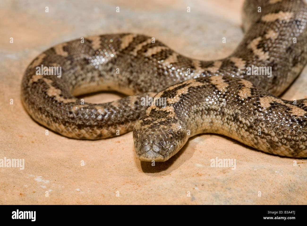 Snakes Of Greece High Resolution Stock Photography and Images - Alamy