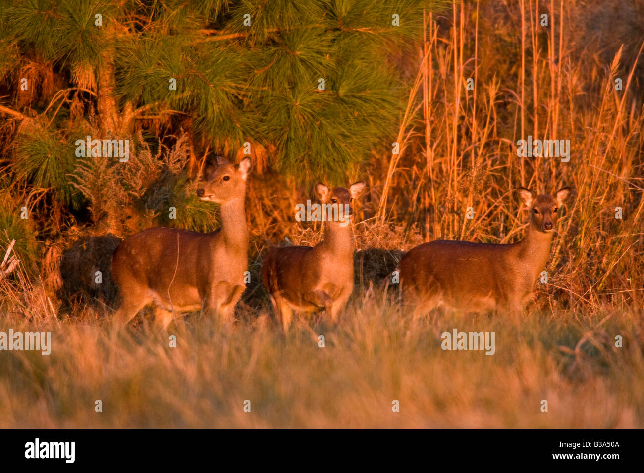 American nippon hi-res stock photography and images - Alamy