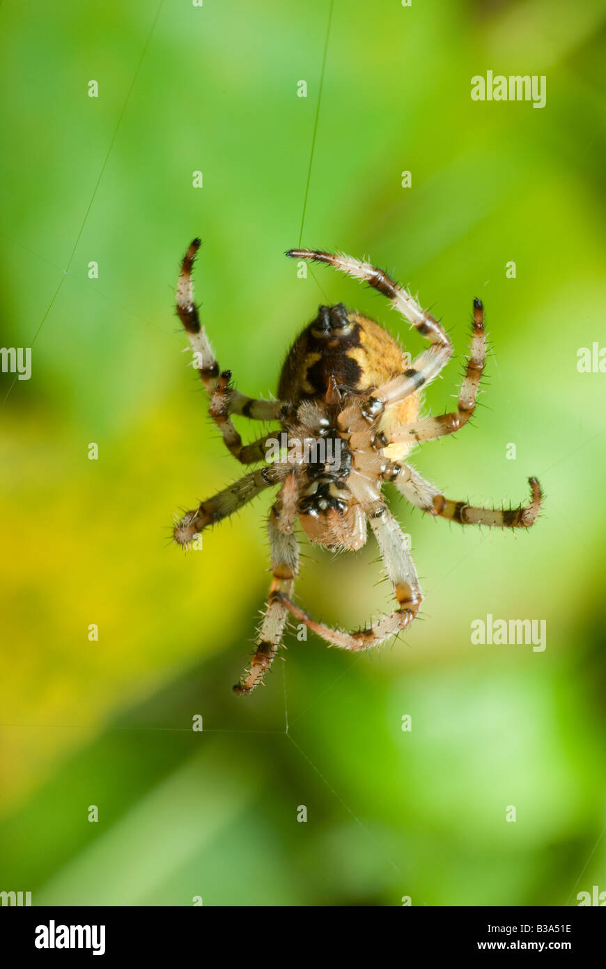 Crusader spider hi-res stock photography and images - Alamy